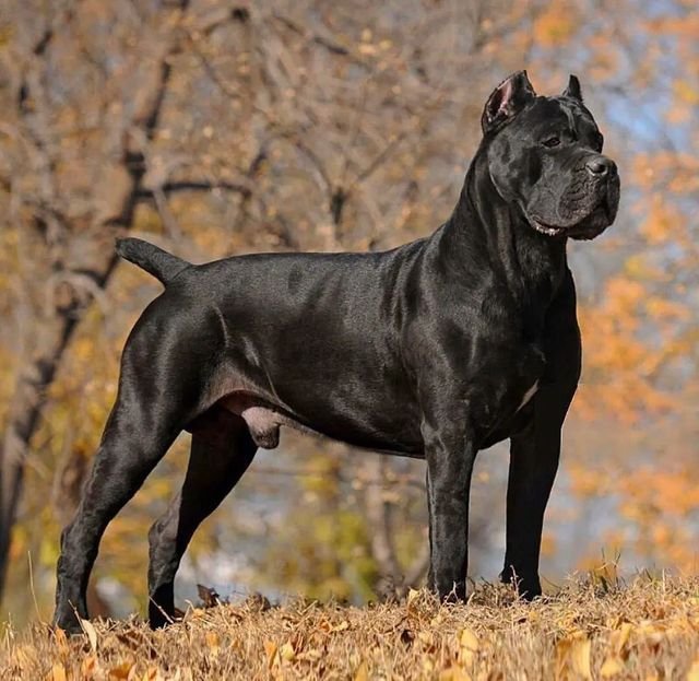 Female Cane Corso Weight & Growth Chart