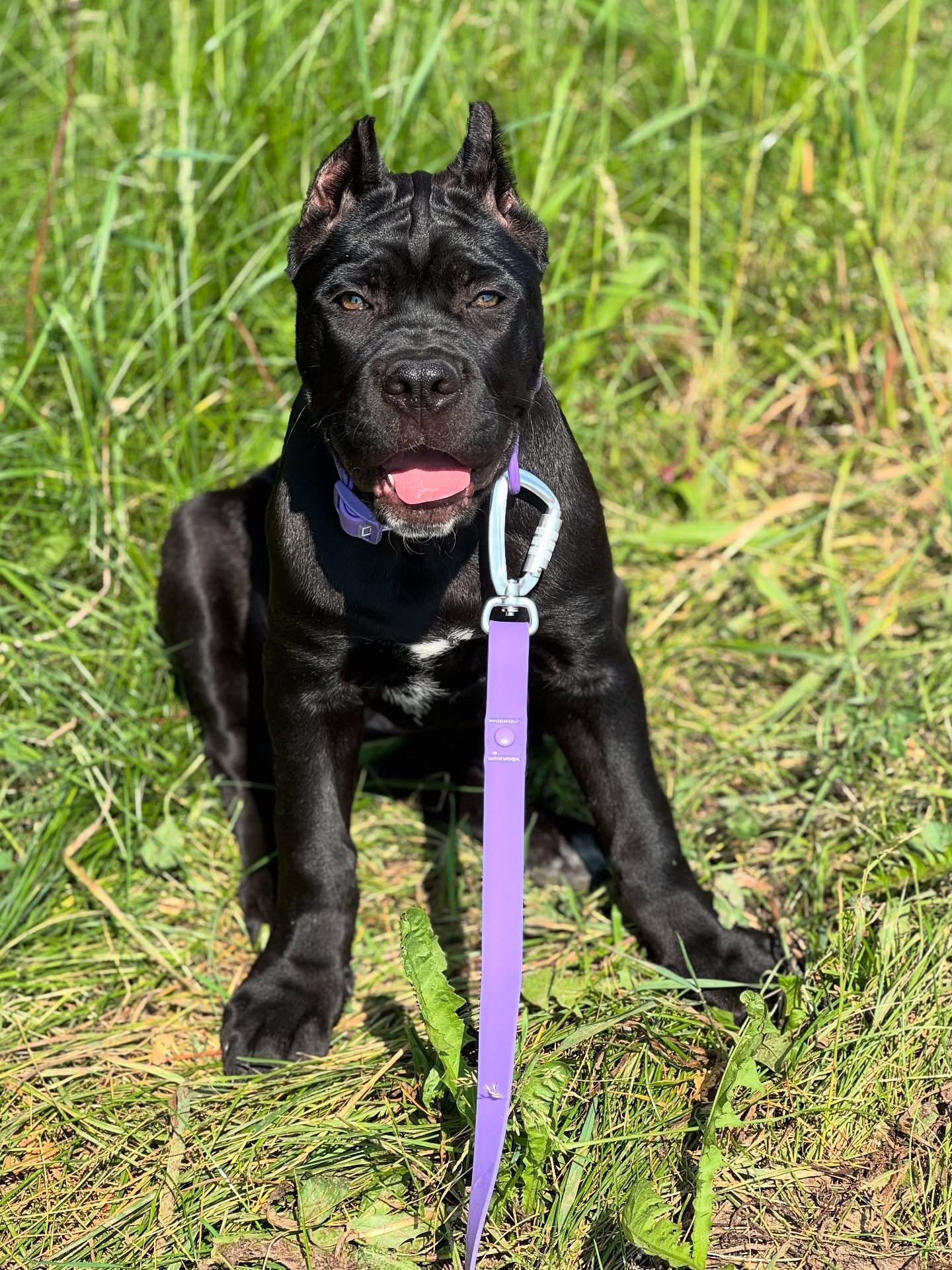 Cane Corso Studs - Cane Corso Family